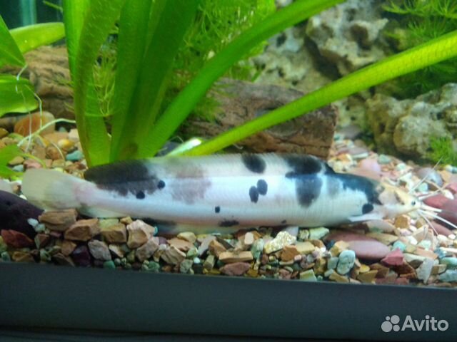 Сом клариус