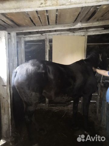 Продам 2-х кабыл