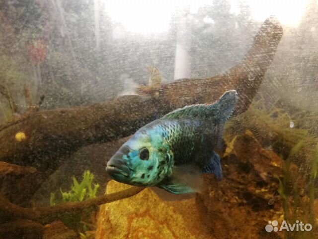 Цихлозома блю демпси