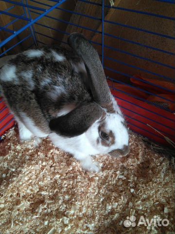 Случка с кроликом