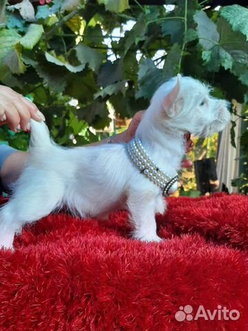 Продажа щенков вест хайленд вайт терьер мальчик и