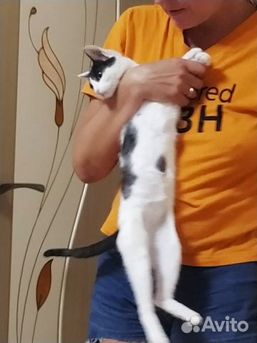 Кошечка Фанни, 4 месяца