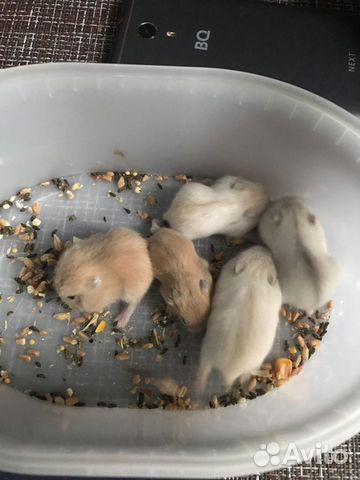 Джунгарский хомяк