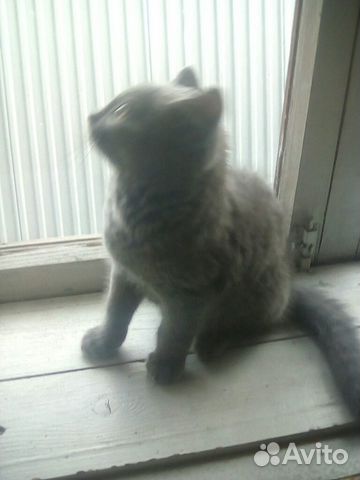 Отдам котенка