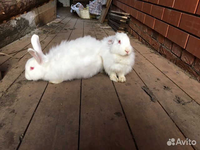 Кролики пуховые
