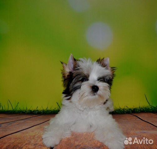 Продается очаровательный мальчик Бивер-Йорка