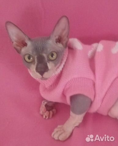 Коротколапое чудо, девочка бамбино