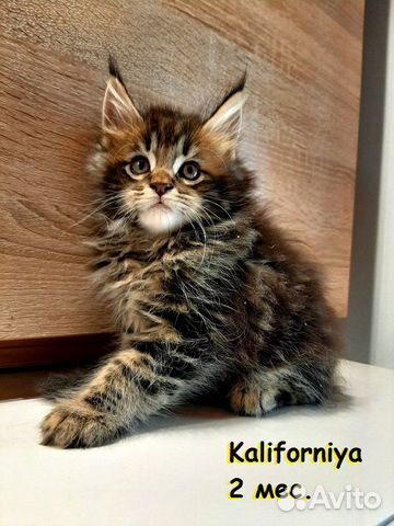 Супер-эффектная кошечка мейн-кун Kaliforniya