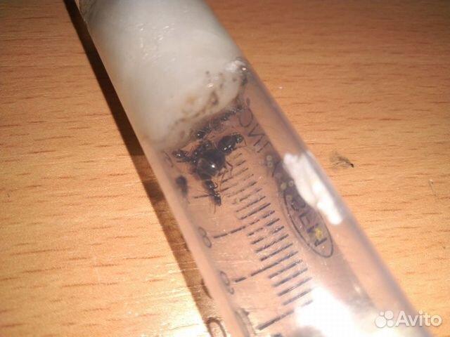 Муравьи Lazius Niger