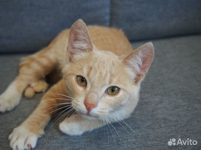 Персей -невероятно ласковый котенок диванного типа