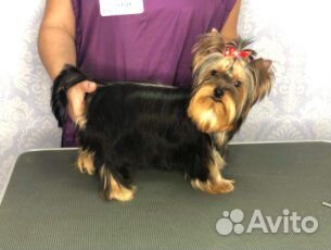 Милые йорики