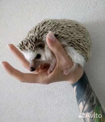 Африканский ёж с большой клеткой
