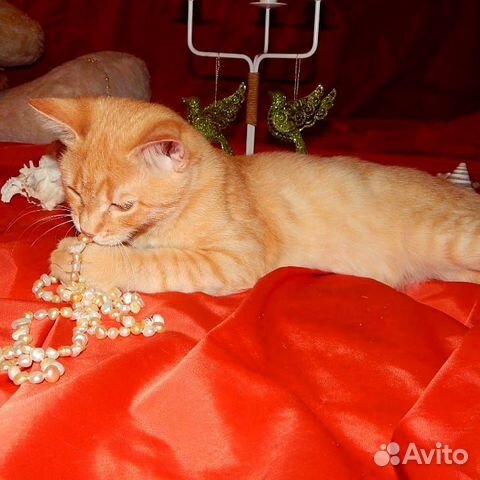 Котенок Маленькое Совершенство