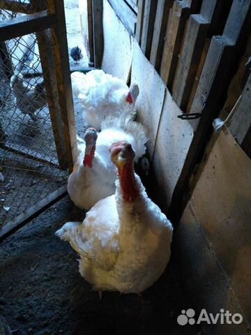 Продам индюков