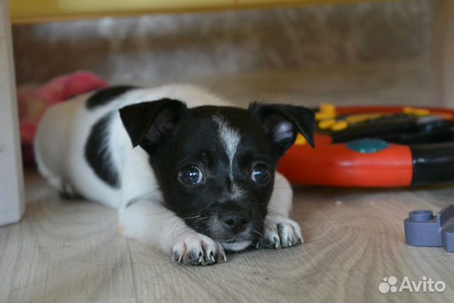 Чудо пуховичек мексиканской голой мини