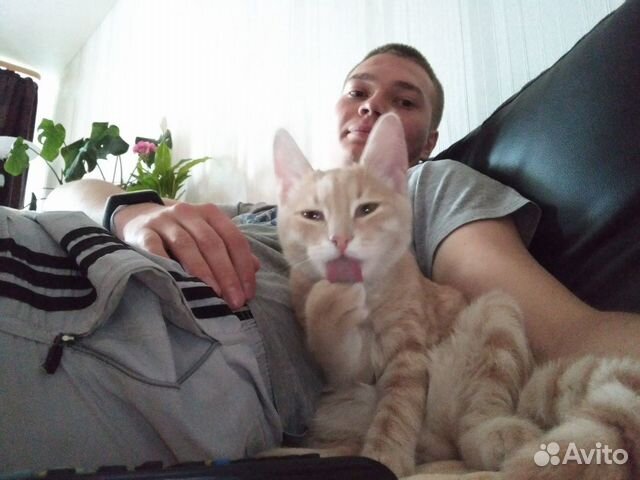 Отдам в добрые руки 2 рыжих комочка счастья