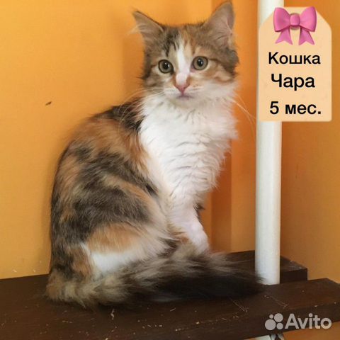 Котенок