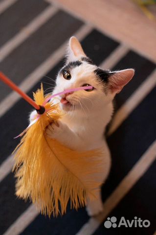 Маленькая Моника ищет свою семью