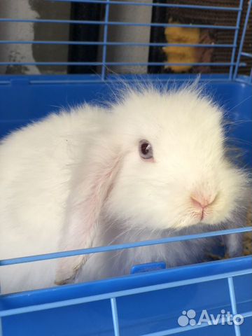 Декоративный кролик - баран