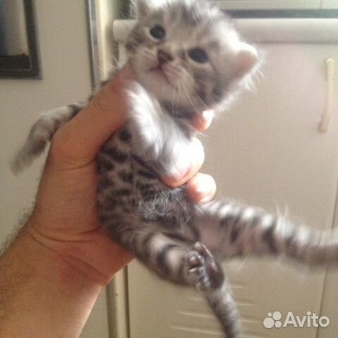 Шотландских котят в дар