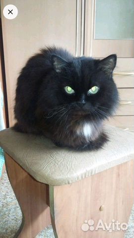 Кот, 10 лет, отдают в связи