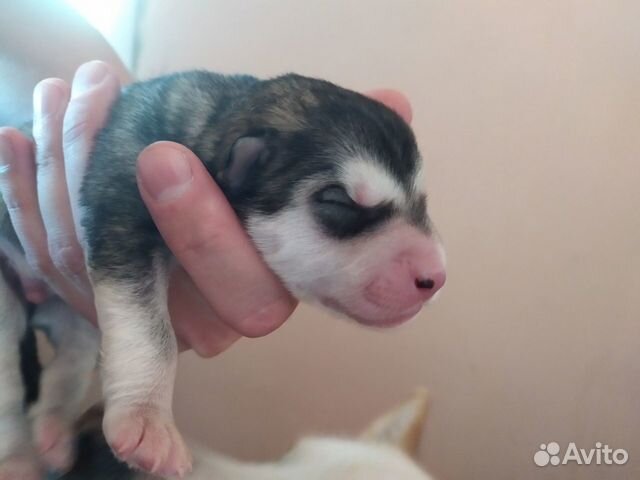 Щенки от хаски и лайки/маламута