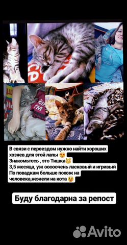 Египетская мау