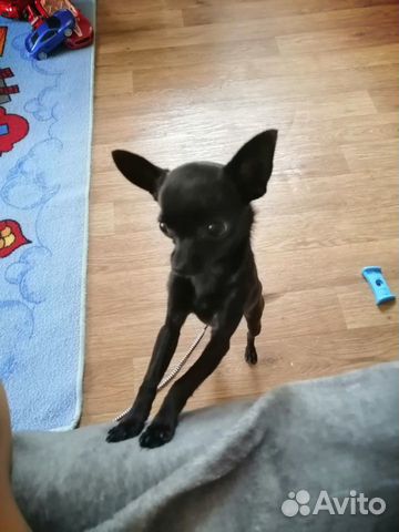 Собака чихуа