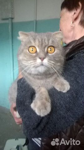 Вислоухая Британка, потеряшка