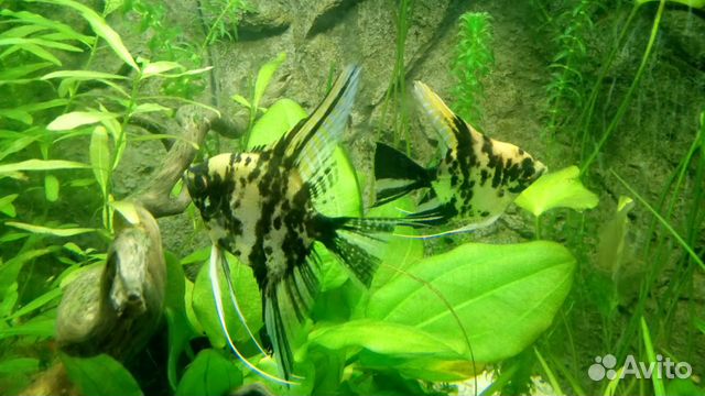 Мраморные склярии