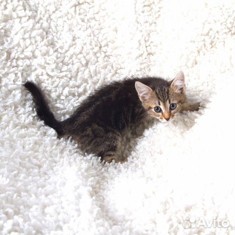 Отдам котенка 2 месяца Мелисса