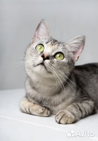 Красавица Умка ищет дом