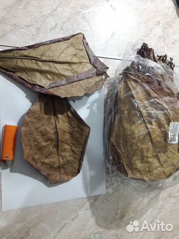 Листья индийского миндаля