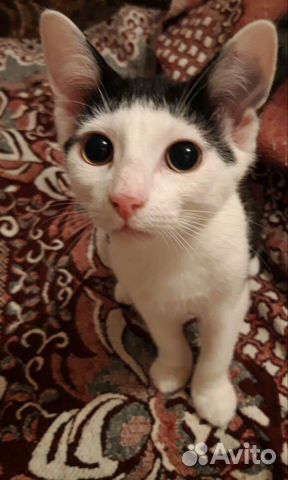 Котики