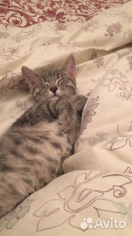 Котёнок британец остался 1 супер мальчик