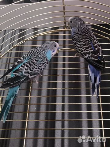 Волнистый попугайчик девочка