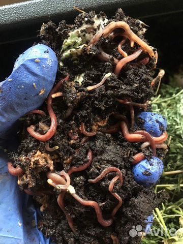 Черви старатель