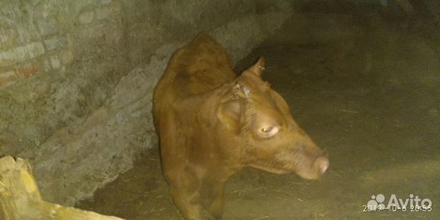 Бык год и два месяца 38000 телочка 4 месяца 18000