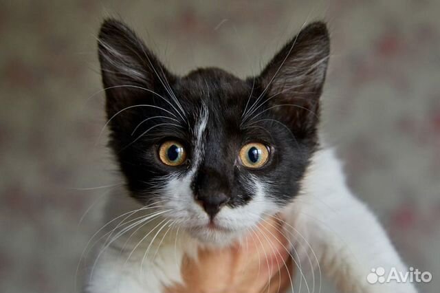 Котенок