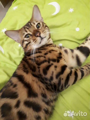 Вязка бенгал