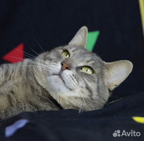 Шикарный кот Марсель