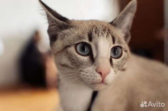 Кот породы охос азулес