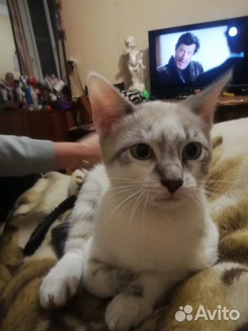 Котик снежный барс