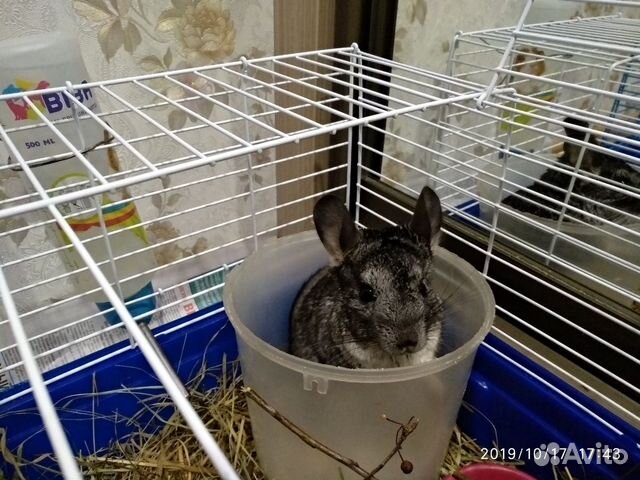 Шиншилла