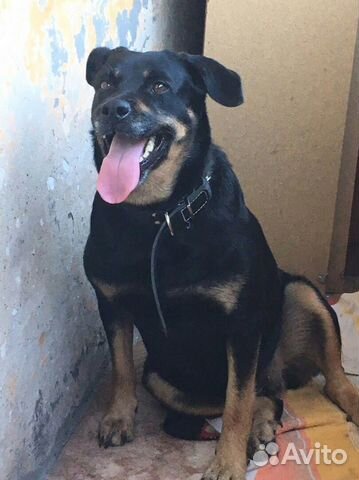 Метиска ротвейлера ищет дом и надежного человека