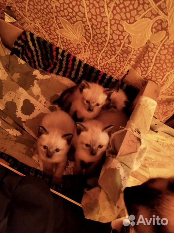 Тайские котята