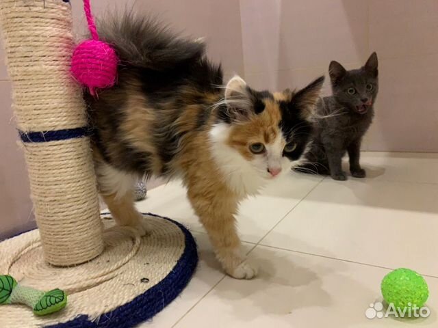 Котенок, девочка, 3.5-4 мес