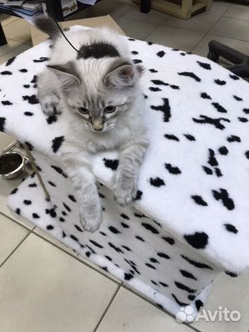 Продам котика порода Невская маскарадная