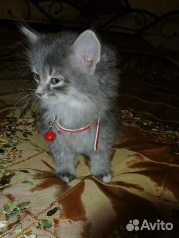 Красотки ищут дом