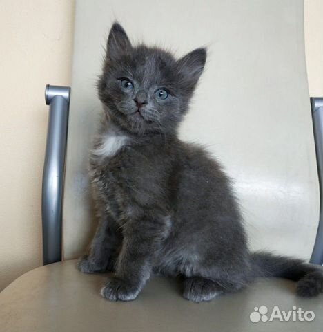 Котёнок мальчик